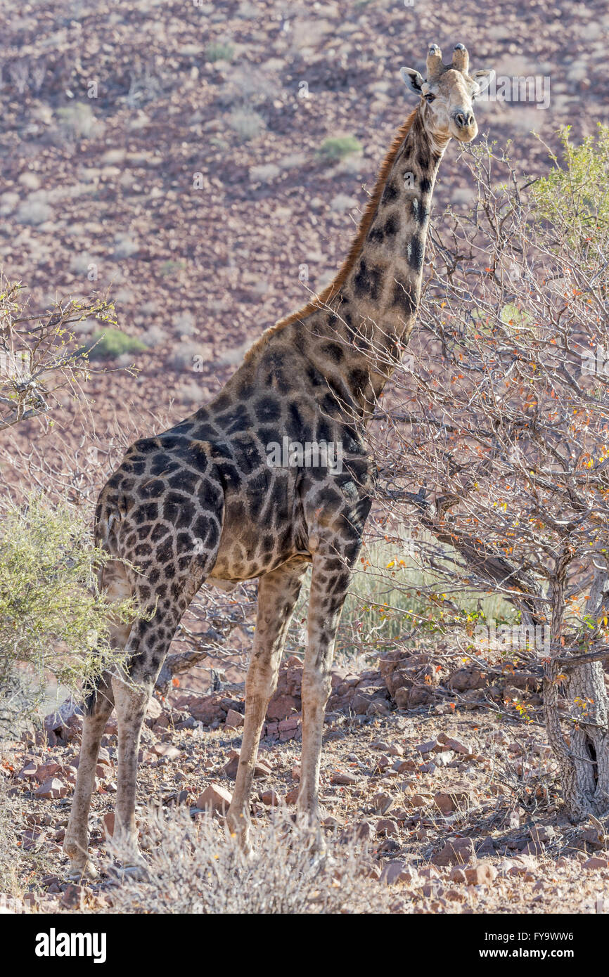 Angolan Giraffe aka Namibian giraffe, Damaraland, Kuene Region, Namibia ...