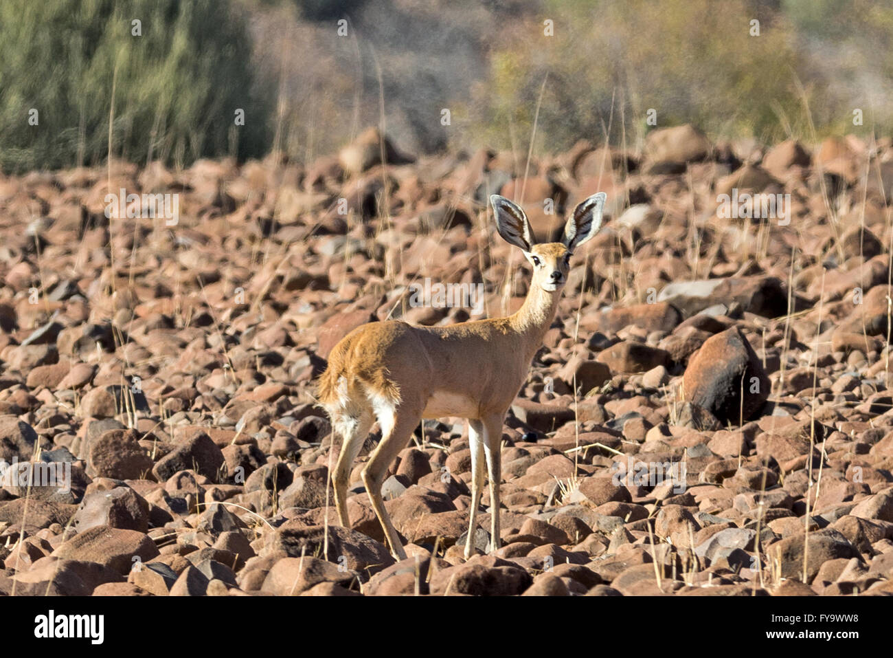 Female, Steenbok aka steinbuck or steinbok, Damaraland, Kuene Region ...