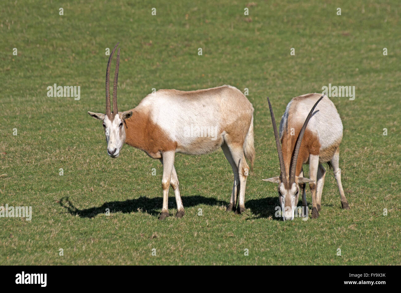 Scimitar-Horned Oryx, Oryx, Dammah, Africa, Antelope, Captive Stock ...