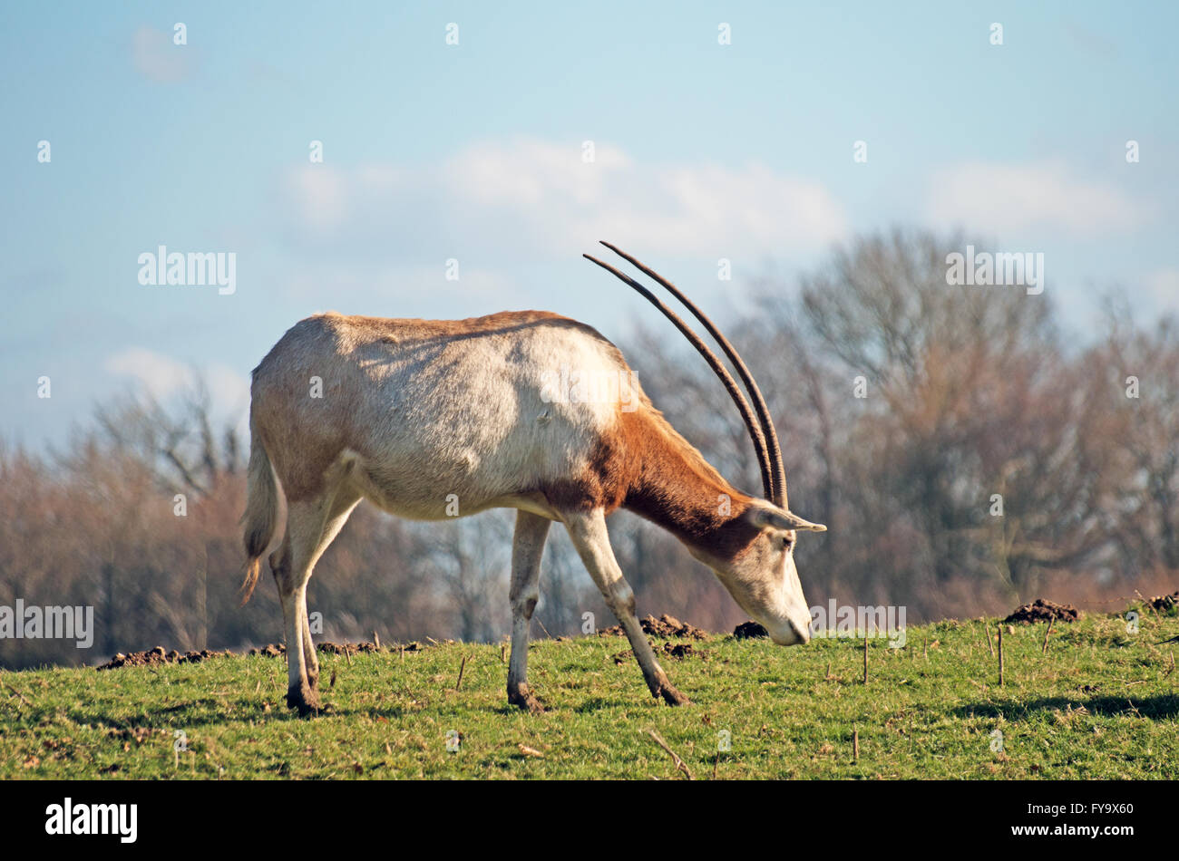 Scimitar-Horned Oryx, Oryx, Dammah, Africa, Antelope, Whipsnade Zoo ...