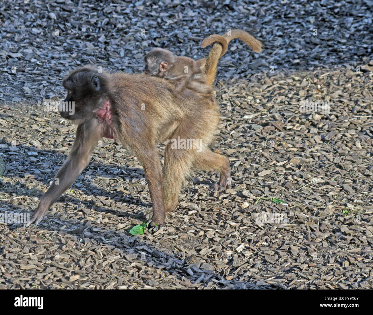 Gelada baboon at the zoo hi-res stock photography and images - Alamy