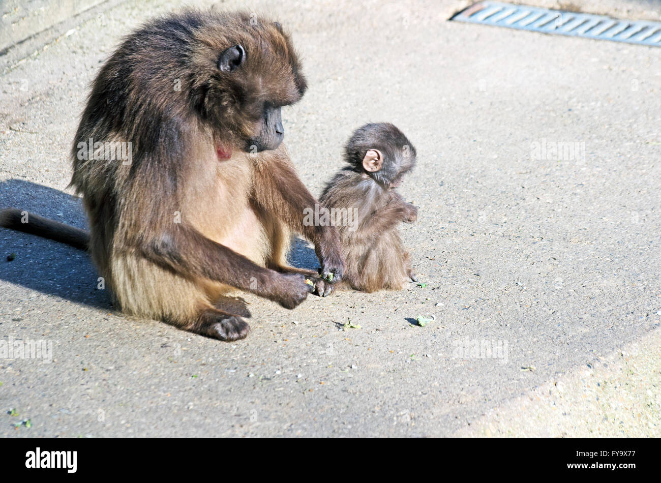 Gelada Baboon and Young, Theropithecus Gelada, Etyiopia, Africa ...