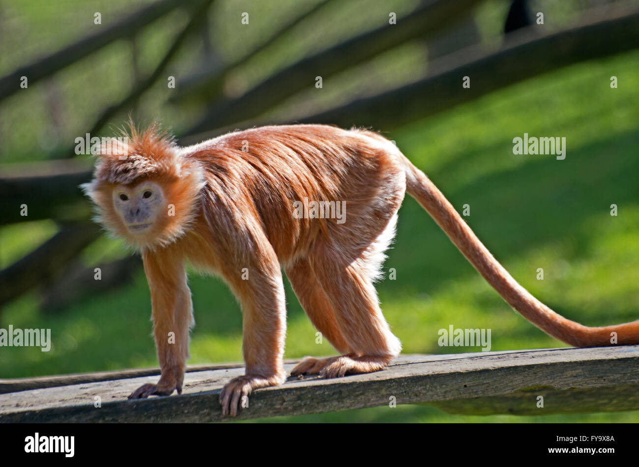 Javan Langur Monkey, Javan Island, Trachypithelus Auratus Stock Photo ...
