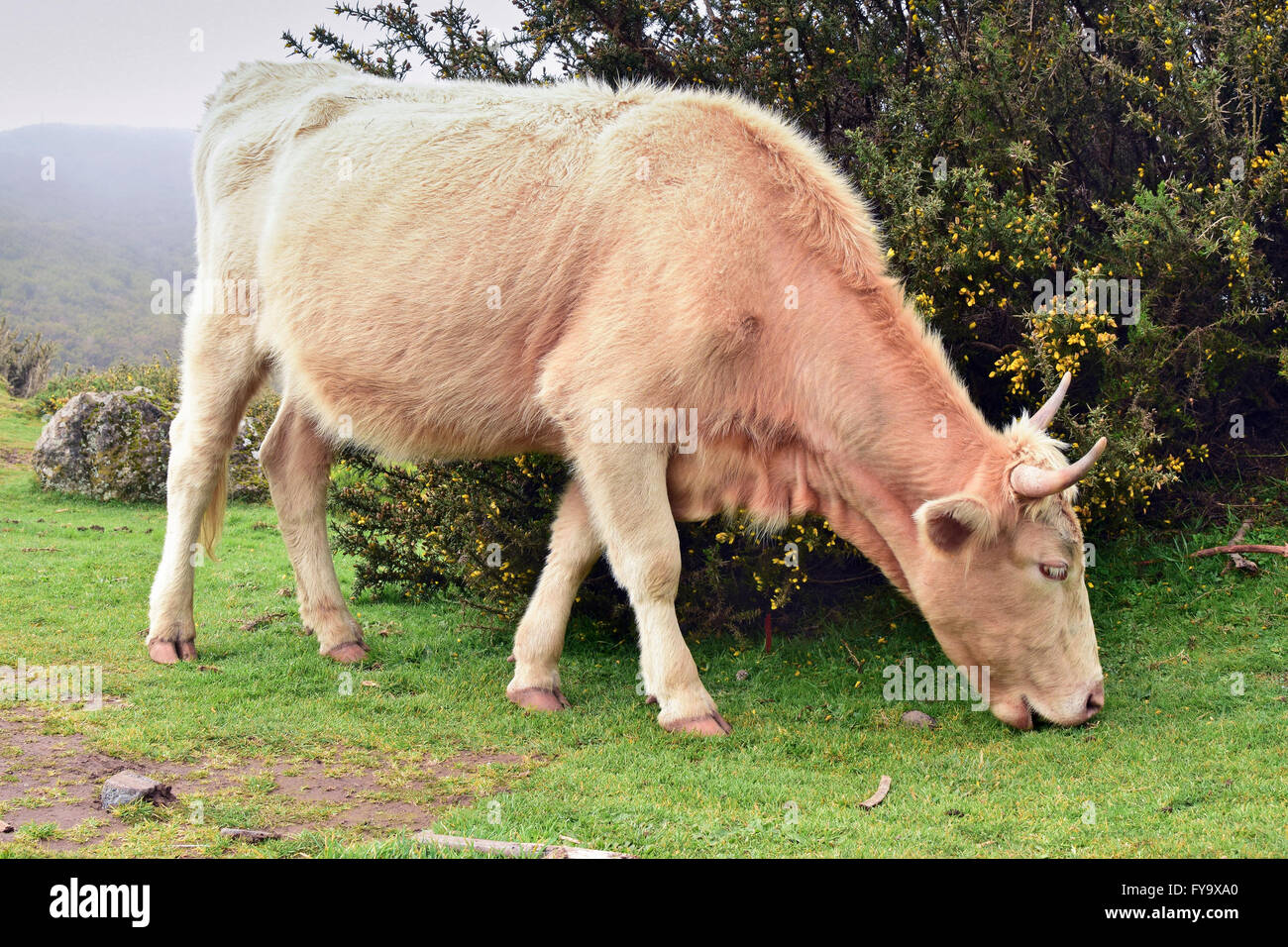 Cow is grazing in Madeira island, Portugal Stock Photo - Alamy