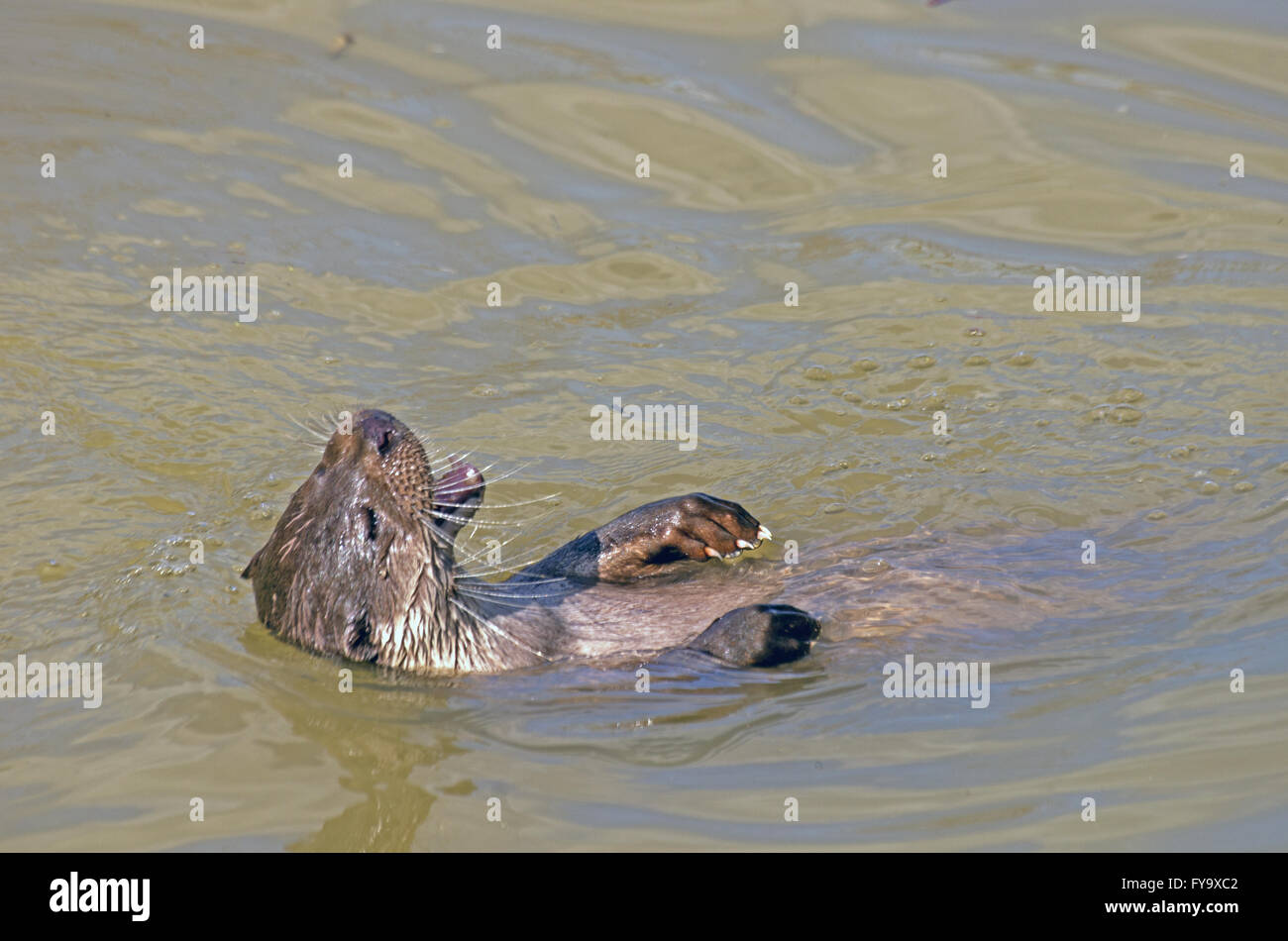 European British Otter, On Back, Surrey, England Stock Photo - Alamy