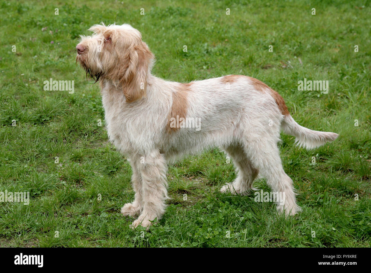 Spinone italiano dog hi-res stock photography and images - Alamy