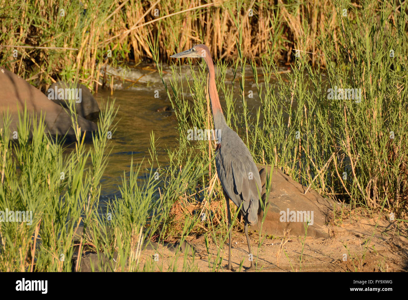 The goliath hi-res stock photography and images - Alamy