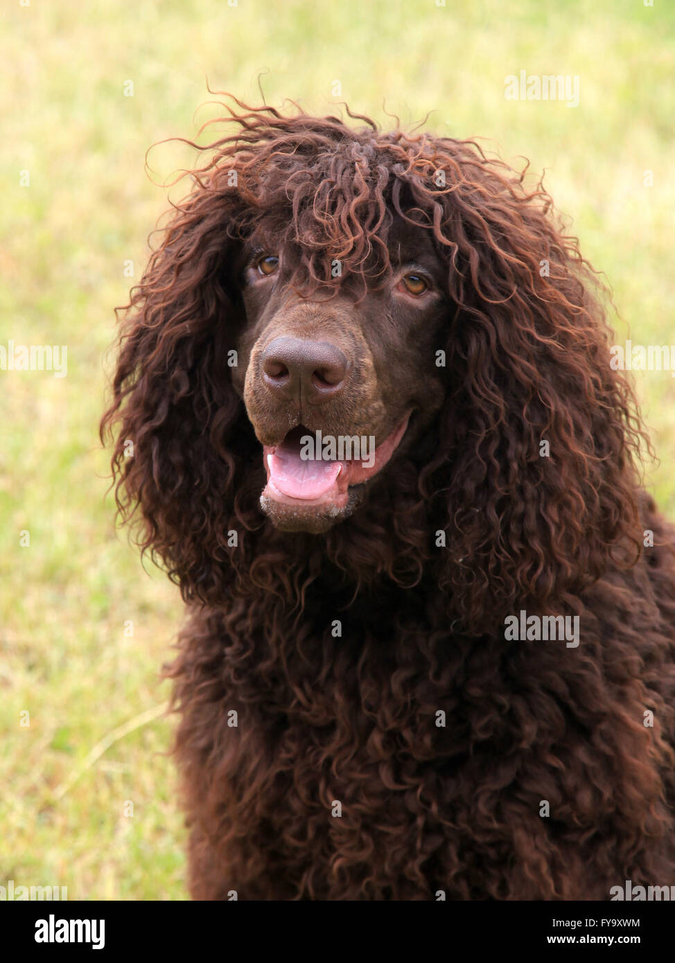 Irish Water Hound High Resolution Stock Photography and Images - Alamy