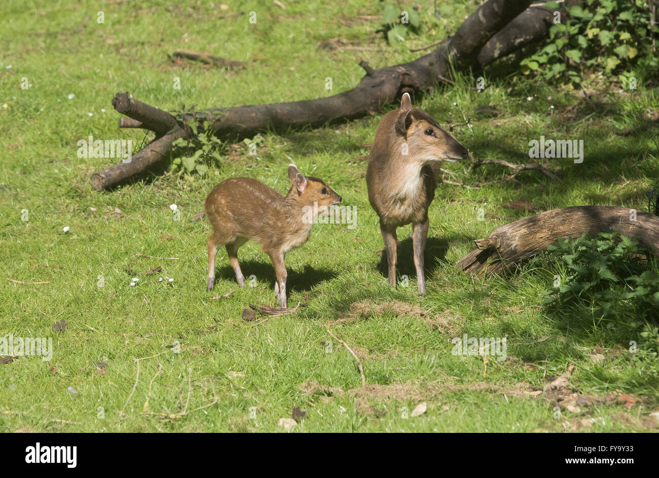 Baby muntjac called barking deer hi-res stock photography and images ...