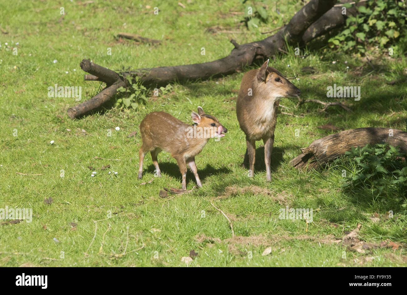 Mother and baby deer muntjac also called barking deer together Stock ...