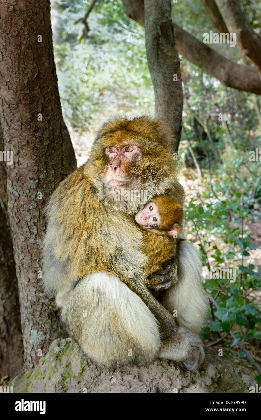 Barbary Macaque (Macaca sylvanus) with young, Ifrane National Park, Morocco Stock Photo - Alamy