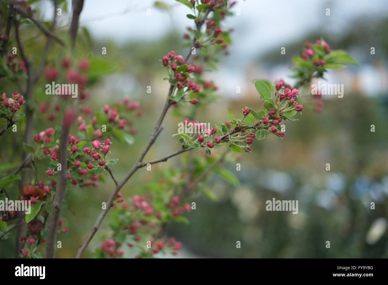 Ornamental flowering Malus 'Evereste' crab apple tree Stock Photo - Alamy