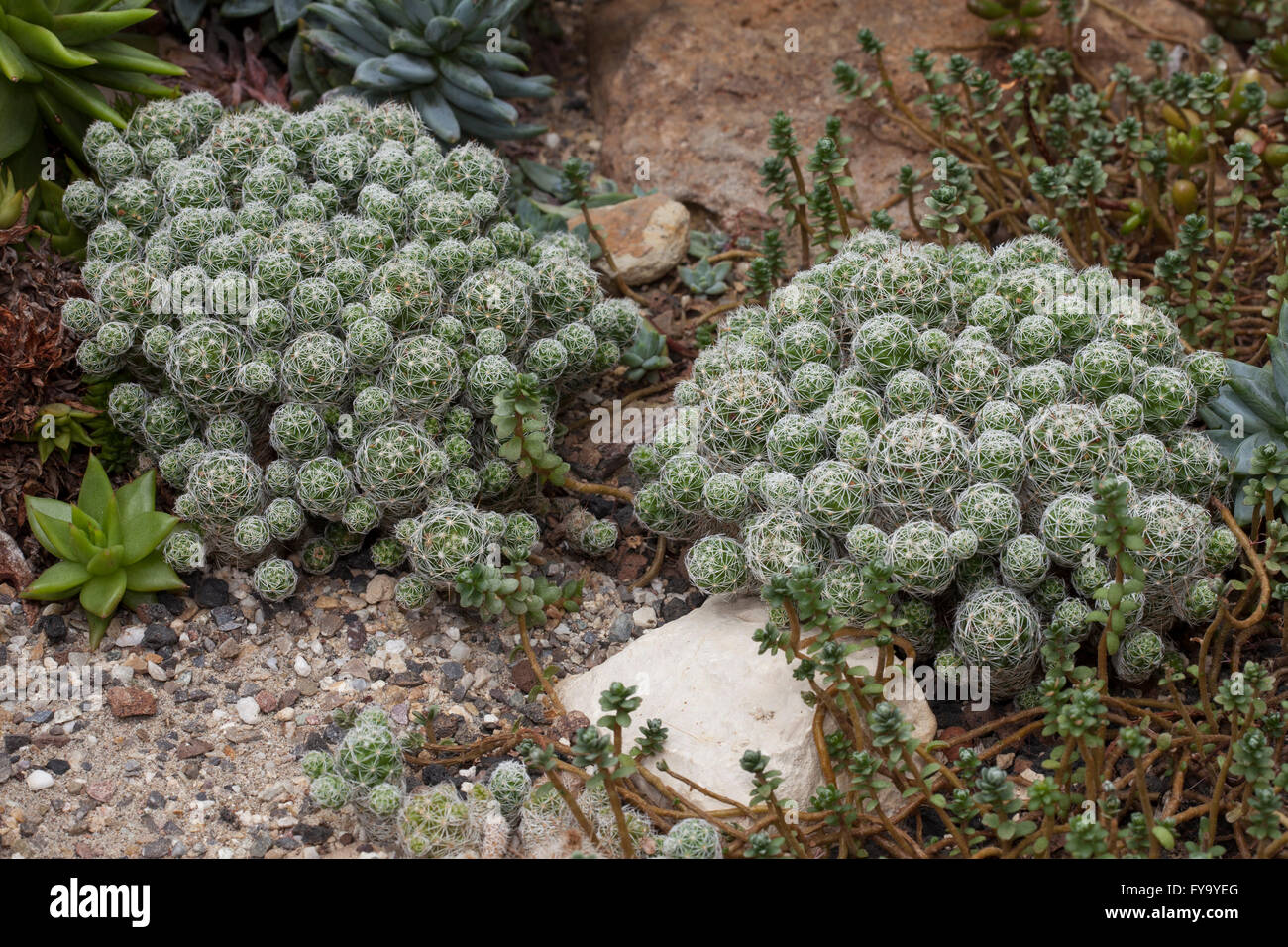 Mammillaria gracilis cactus, native to Mexico Stock Photo - Alamy