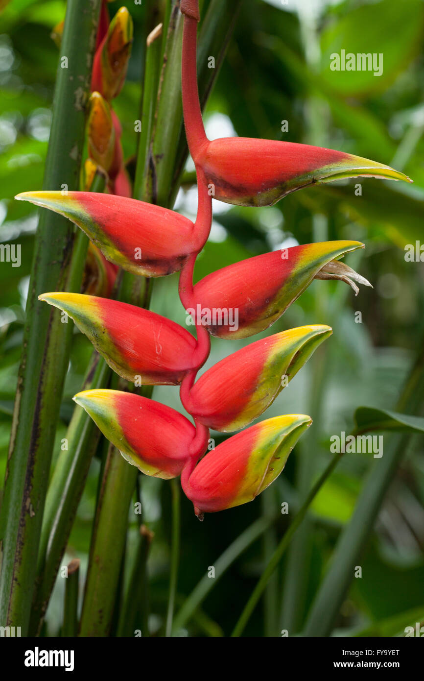 Pendent Heliconia (Heliconia pendula), native to south Mexico Stock ...
