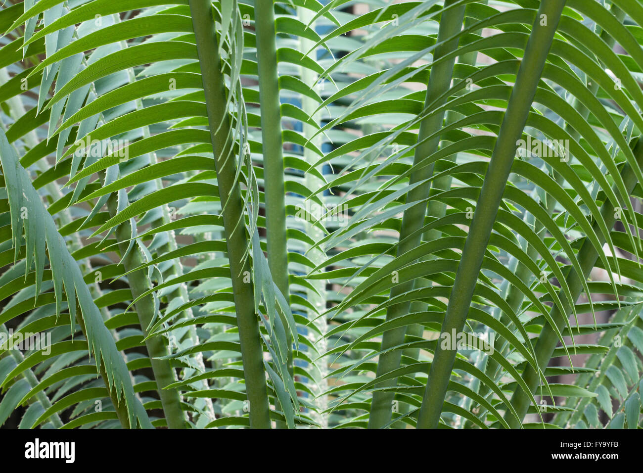 Dioon hi-res stock photography and images - Alamy