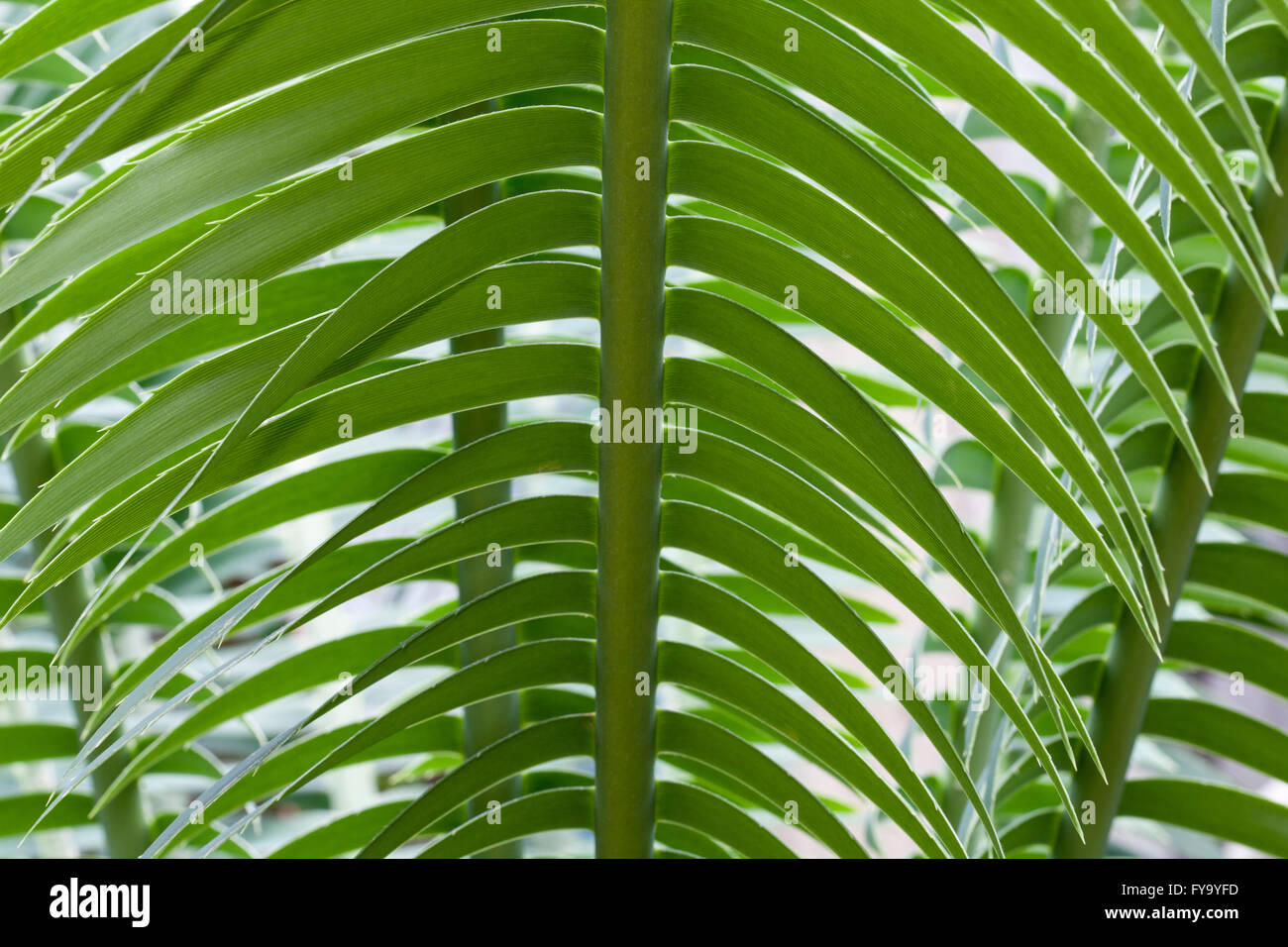 Giant Dioon, or Gum Palm (Dioon spinulosum), native to Mexico Stock ...