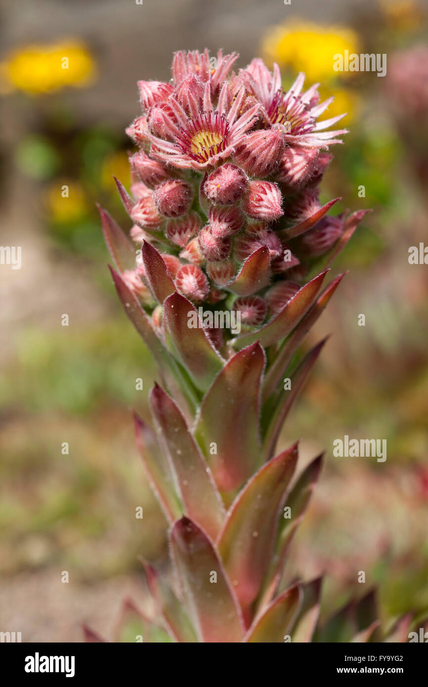 Common Houseleek (Sempervivum tectorum), native to Europe Stock Photo ...