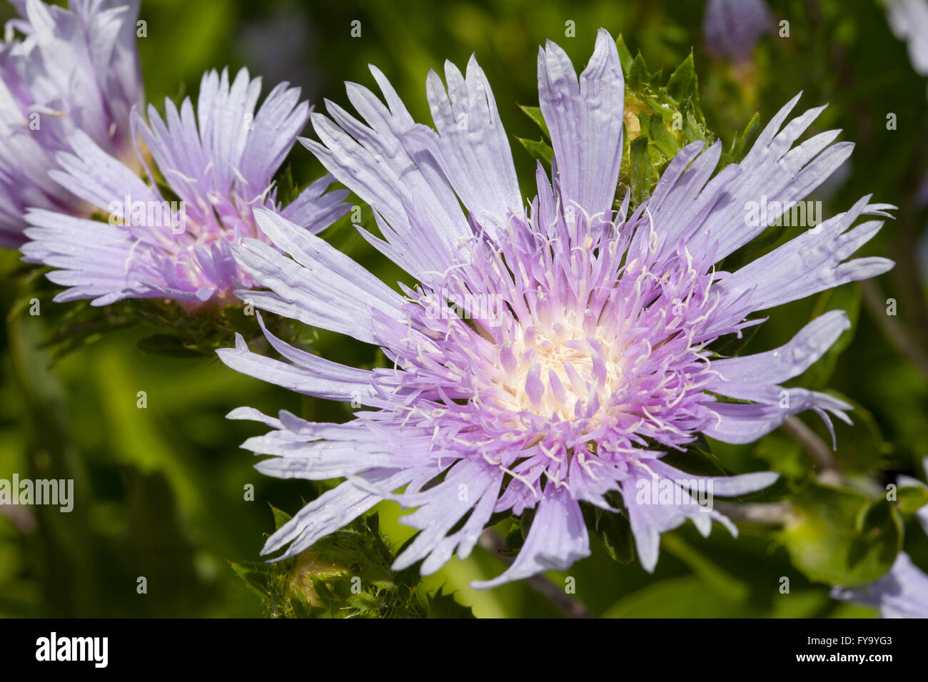 Stokes' Aster (Stokesia laevis Stock Photo - Alamy