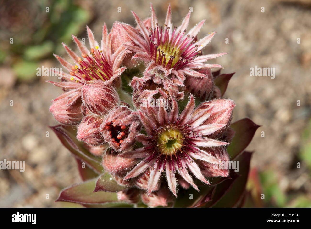 Common Houseleek (Sempervivum tectorum), native to Europe Stock Photo ...