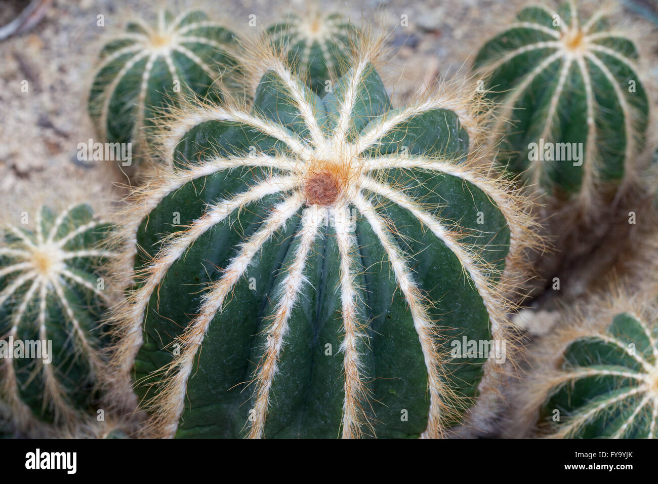 Cacti (Parodia magnifica, syn. Notocactus magnificus), native to South ...
