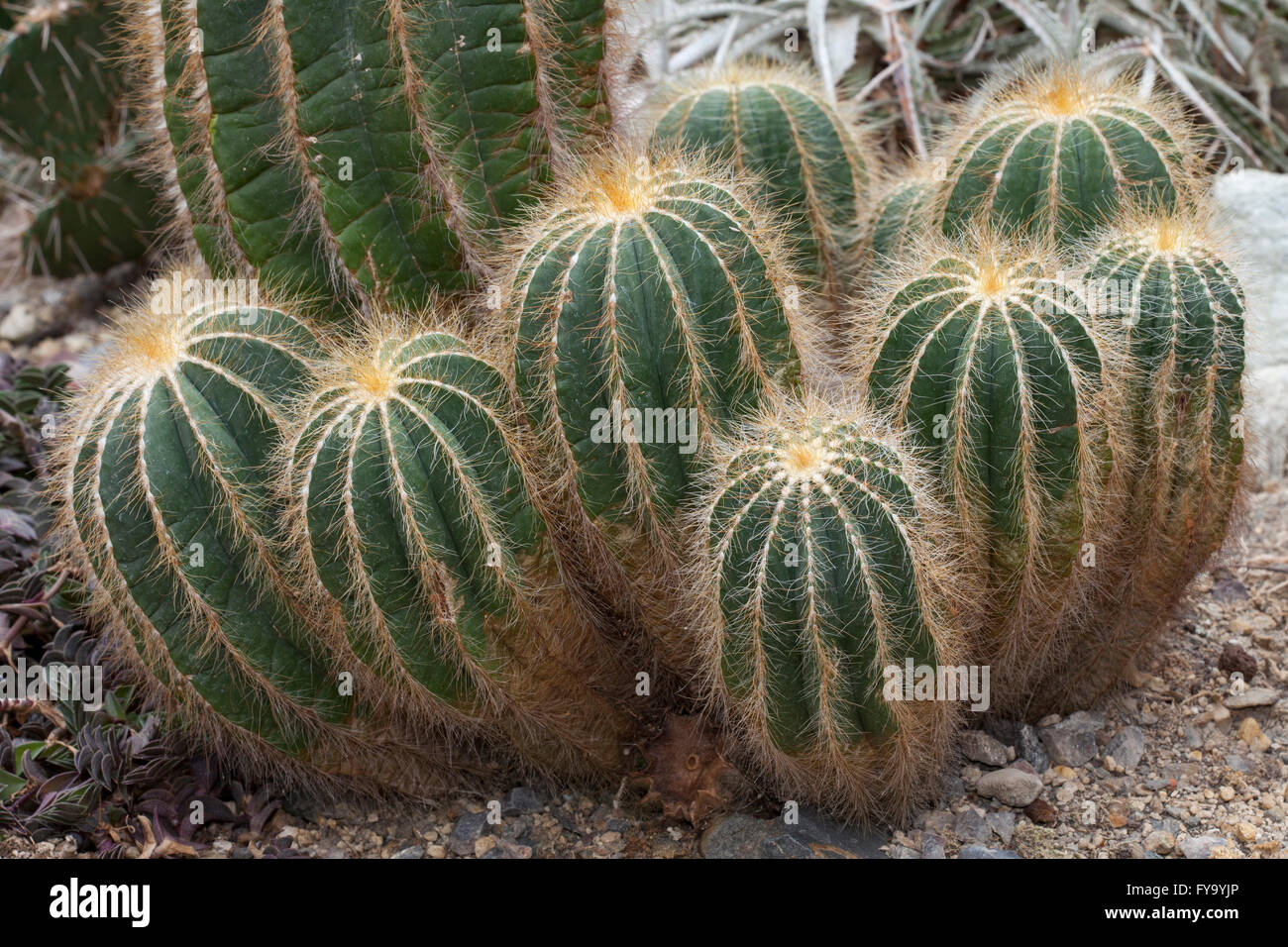 Cacti (Parodia magnifica, syn. Notocactus magnificus), native to ...