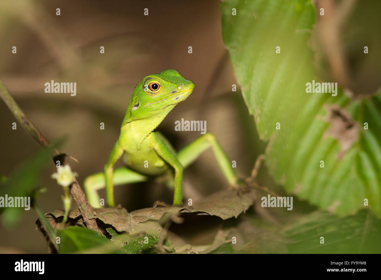 Green Tree Lizard (Bronchocoela cristatella), Kinabatangan, Sabah ...