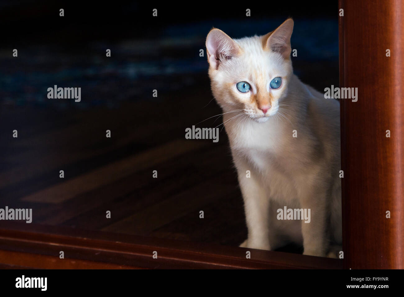 Young little cat watching to the right Stock Photo - Alamy