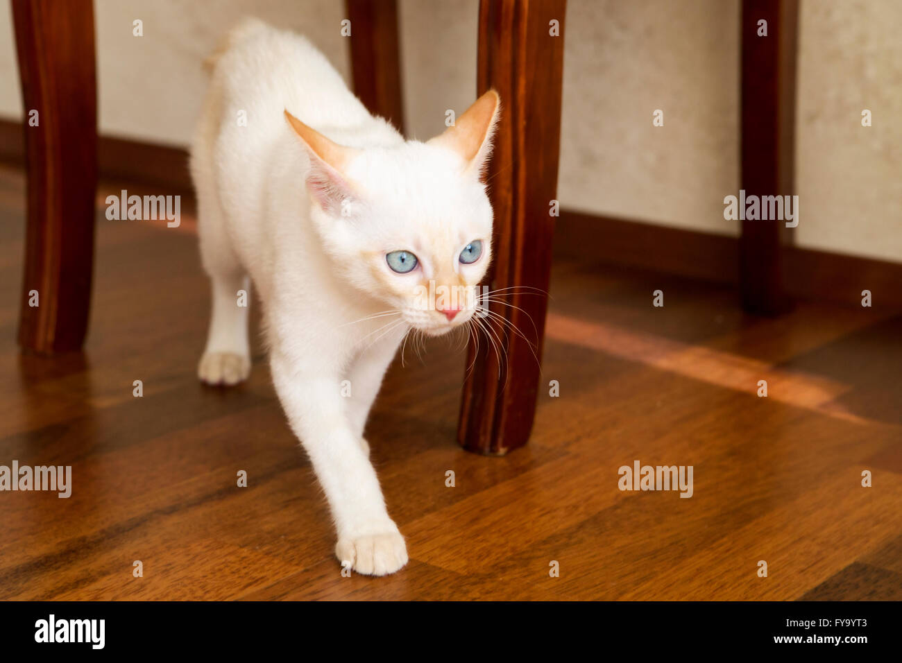 White young cat crawling under the chair Stock Photo - Alamy
