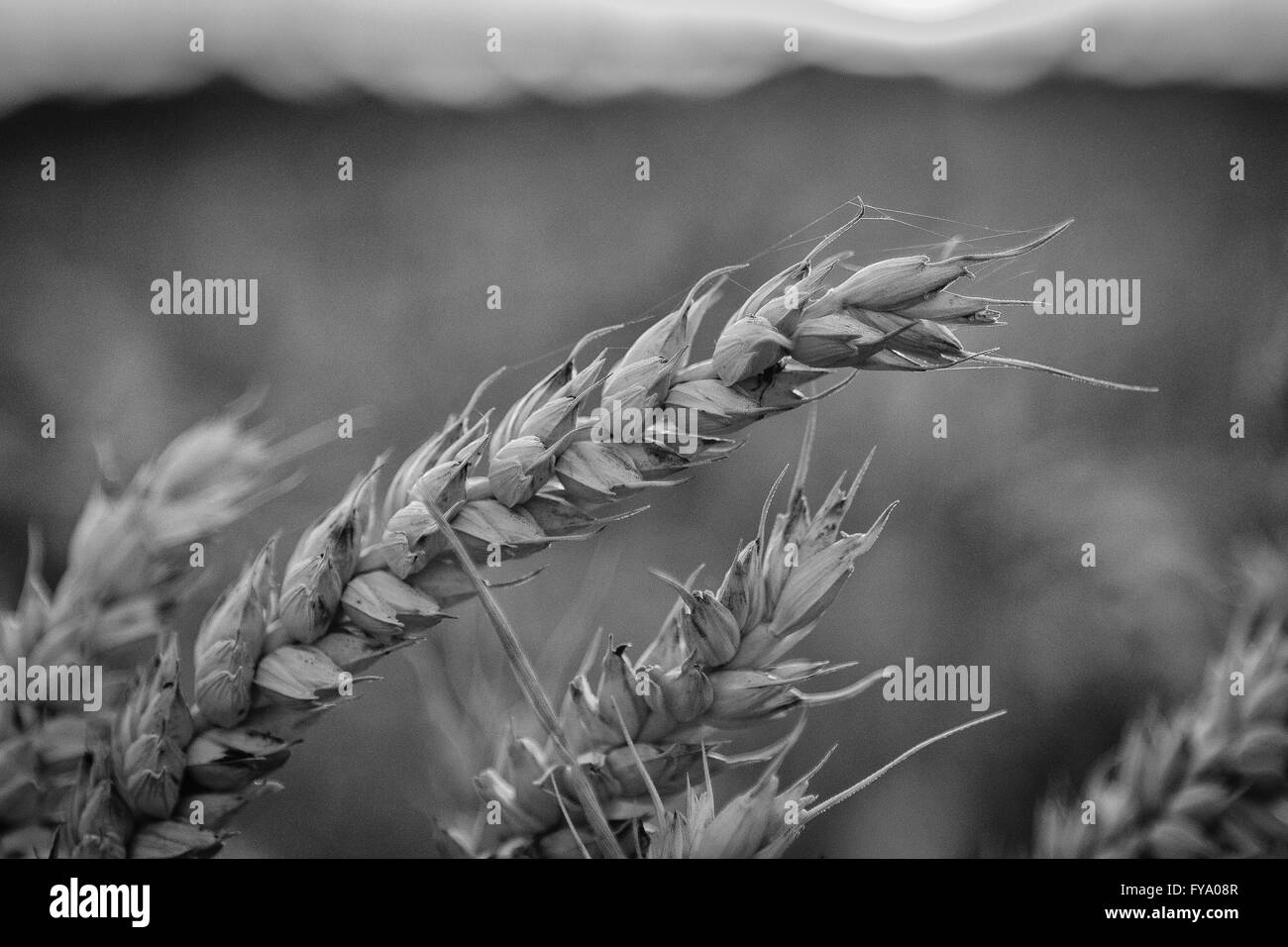 Maize harvest in field Black and White Stock Photos & Images - Alamy