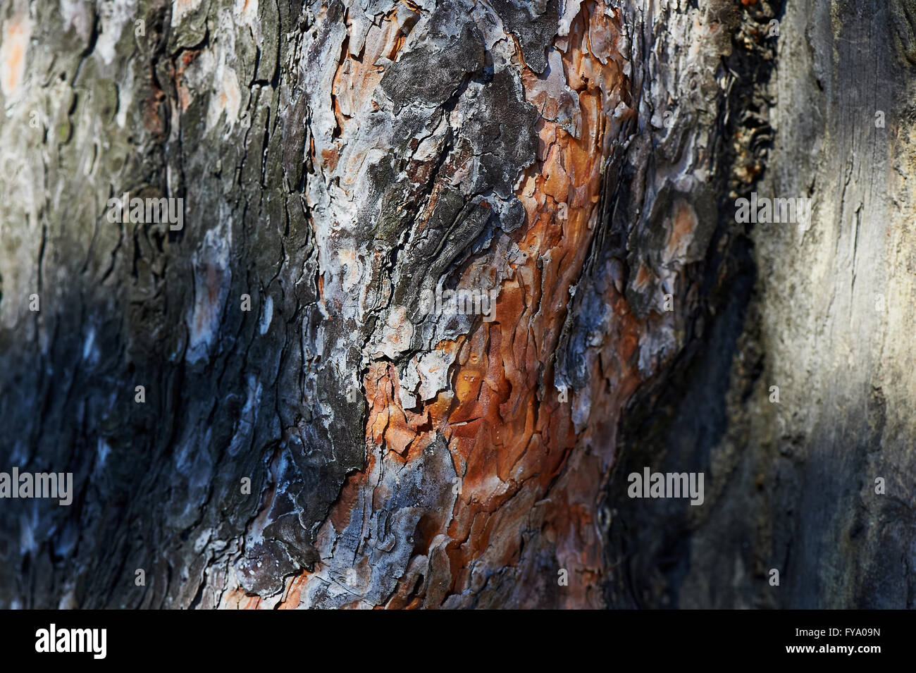 Old walnut tree trunk detail texture as background Stock Photo - Alamy