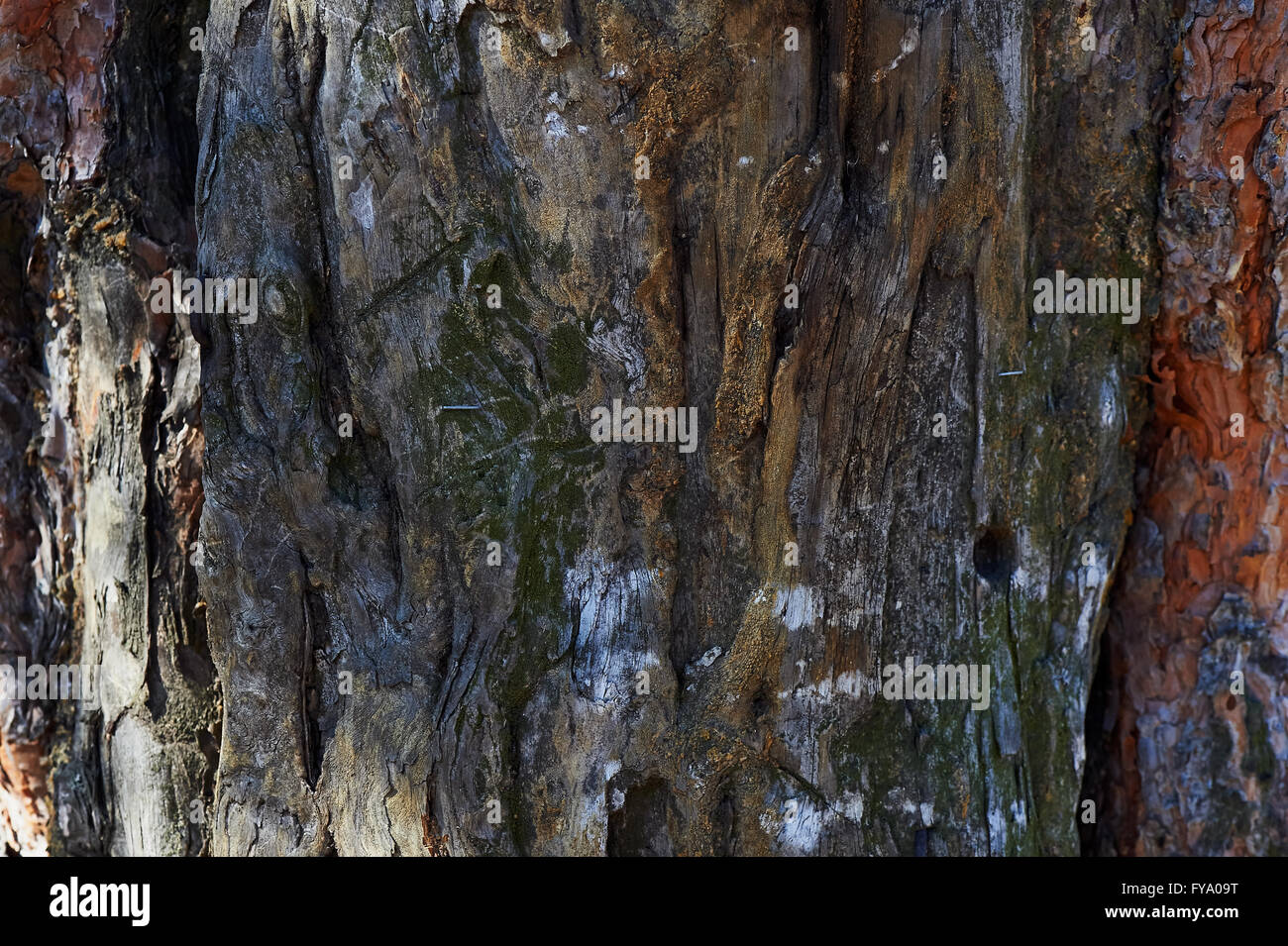 Old walnut tree trunk detail texture as background Stock Photo - Alamy