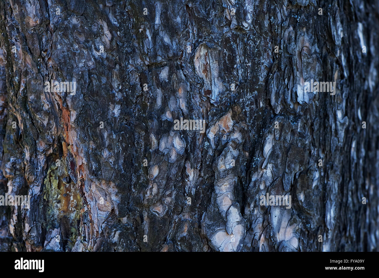 Old walnut tree trunk detail texture as background Stock Photo - Alamy