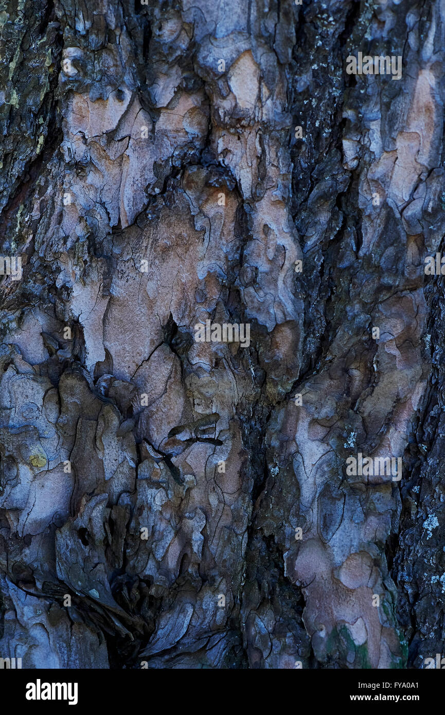 Old walnut tree trunk detail texture as background Stock Photo - Alamy