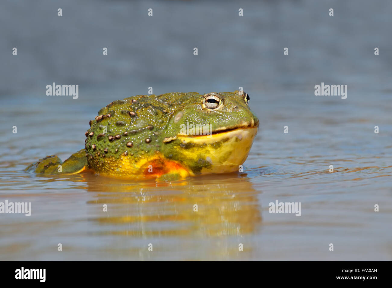 Male African giant bullfrog (Pyxicephalus adspersus) in shallow water ...