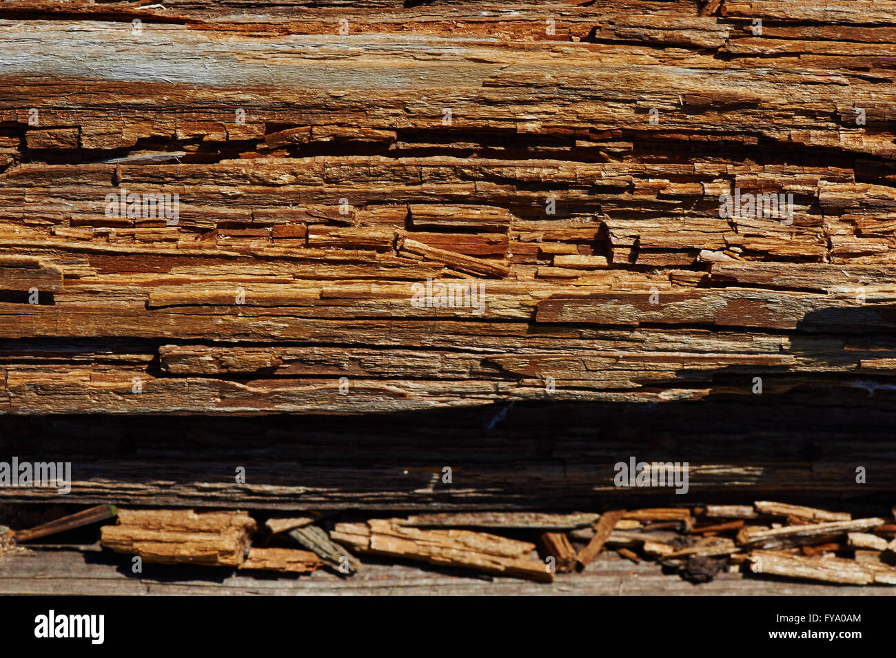 Natural bad old tree. Dying. Nature Stock Photo - Alamy