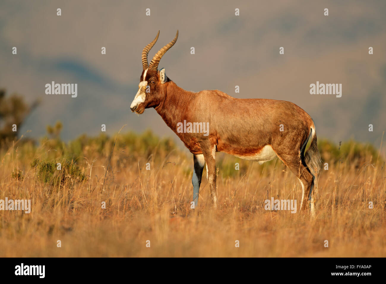 A blesbok antelope (Damaliscus pygargus) standing in grassland, South ...