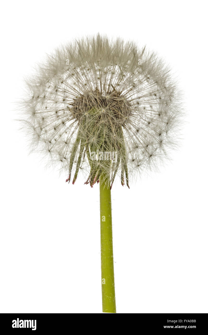 Old dandelion isolated on white background Stock Photo - Alamy