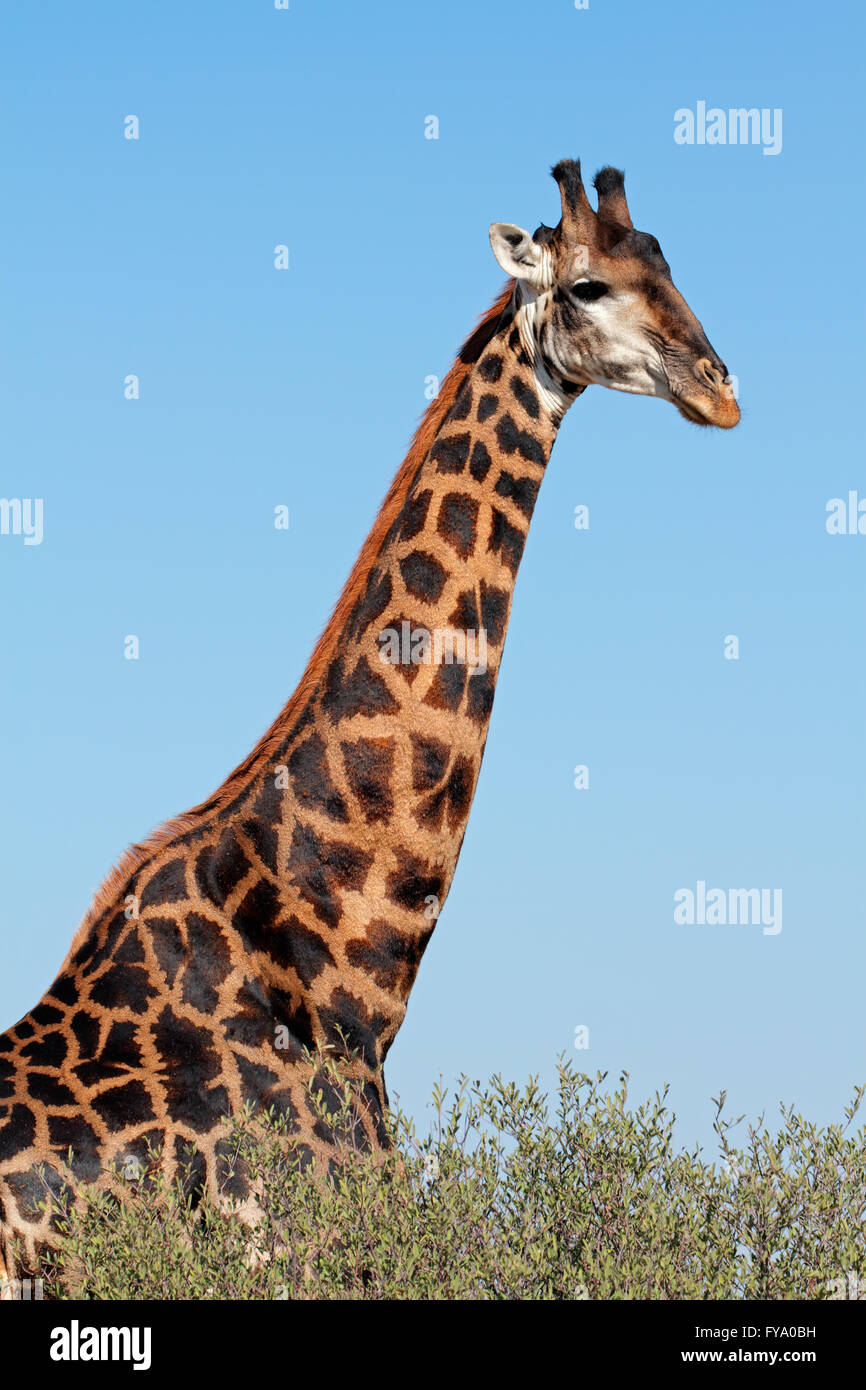 Portrait of a large giraffe bull (Giraffa camelopardalis), South Africa ...
