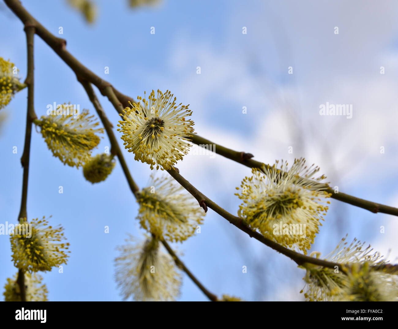 Willow stick hi-res stock photography and images - Alamy