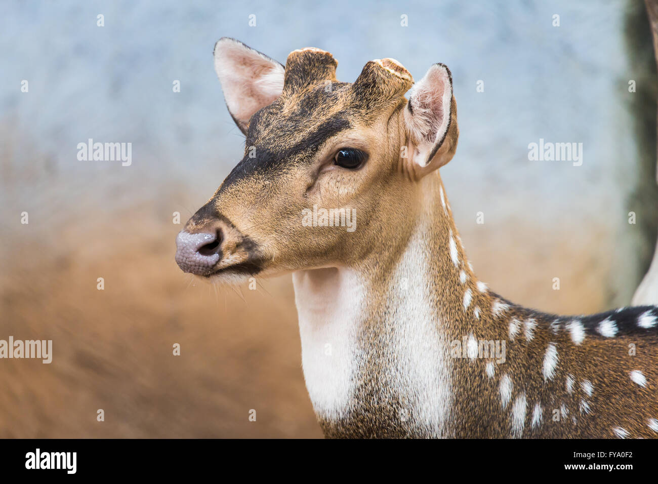 Deer skin pattern white spot hi-res stock photography and images - Alamy