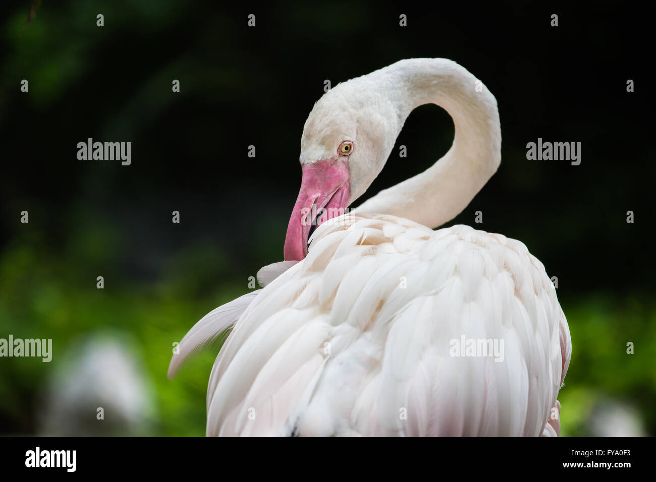 Animal and wing hi-res stock photography and images - Alamy