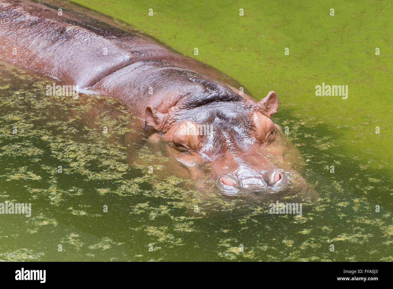 Hippo floating in dirty green water pool Stock Photo - Alamy