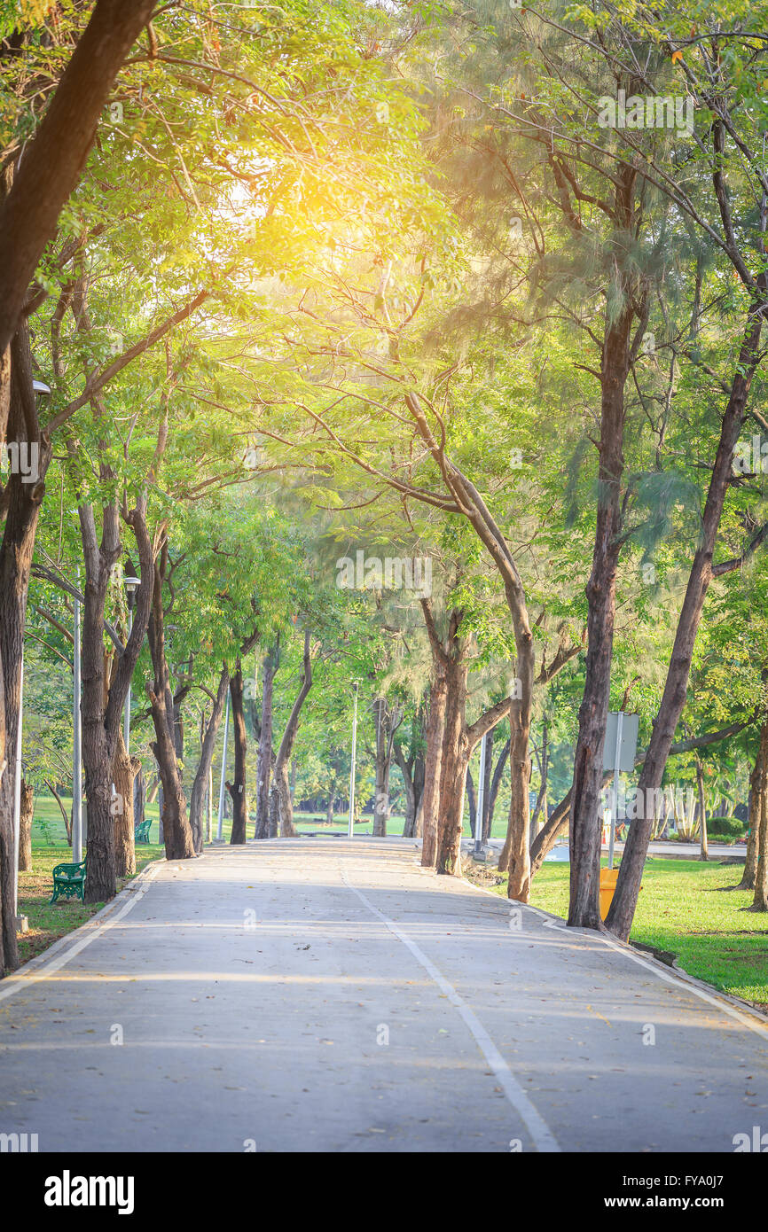 Walking path in green public garden with yellow bright light from sky ...