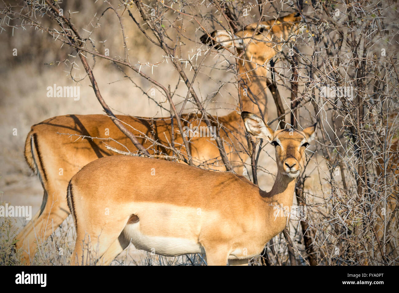 Black faced impalas hi-res stock photography and images - Alamy