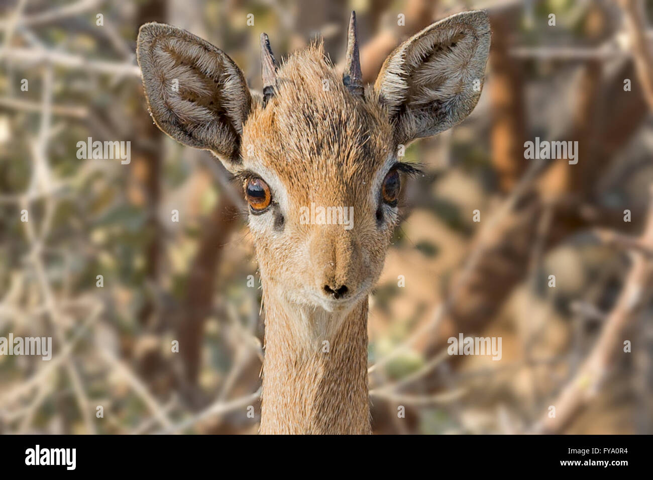 Male Dik Dik Stock Photos & Male Dik Dik Stock Images - Alamy