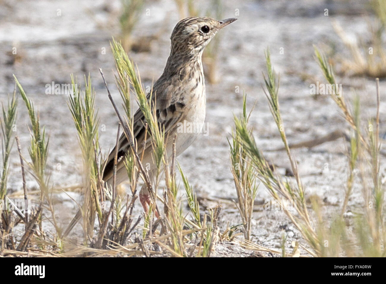 Sabota Lark, Calendulauda sabota, Etosha National Park, Namibia Stock ...