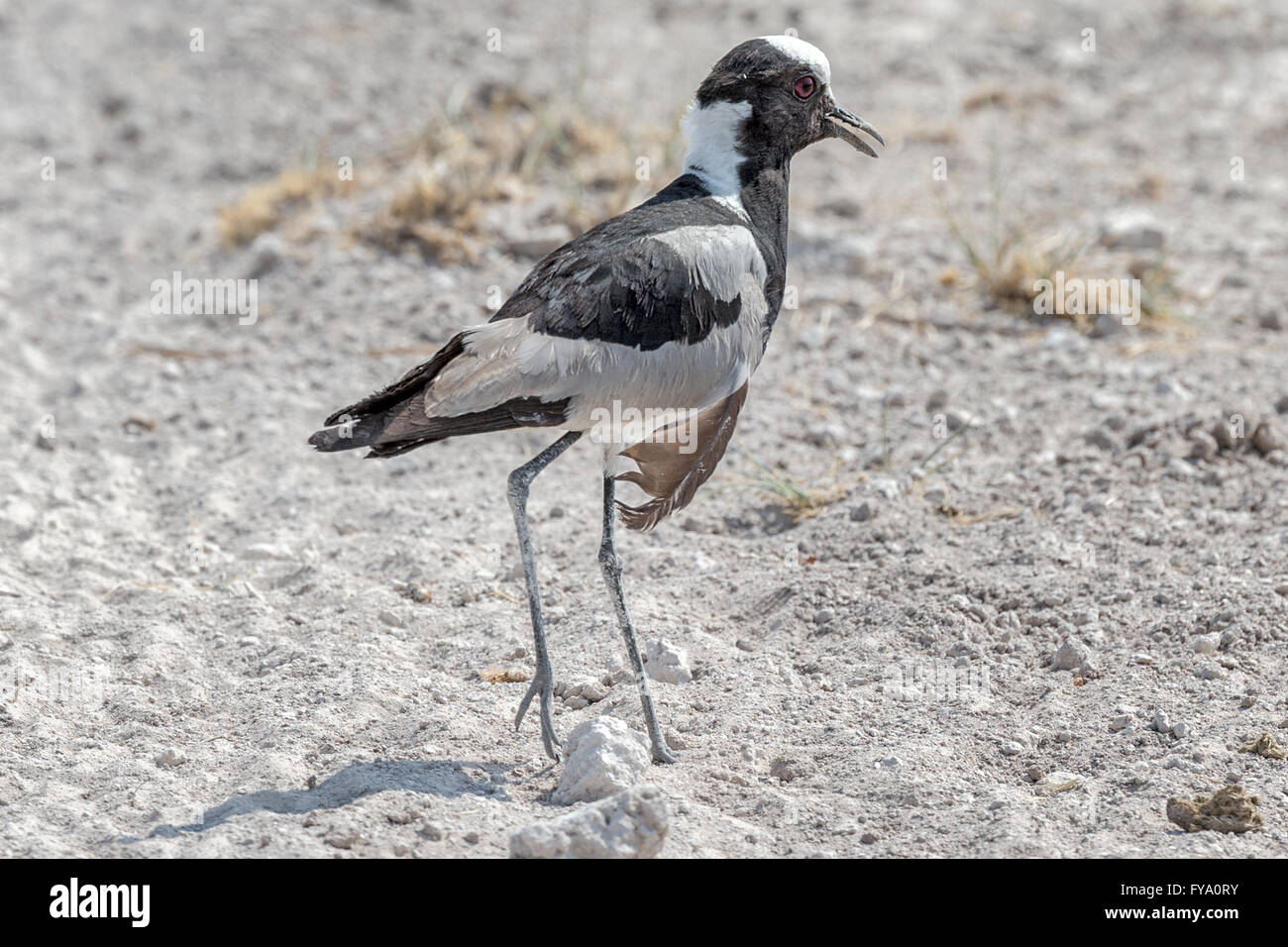 Blacksmith lapwing or blacksmith plover, Vanellus armatus, waterhole ...