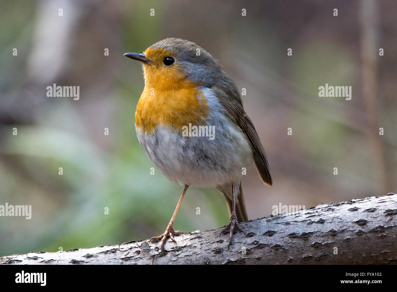The photograph shows a robin on a branch Stock Photo - Alamy