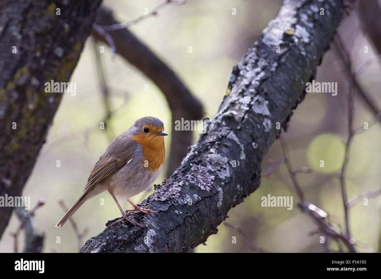 The photograph shows a robin on a branch Stock Photo - Alamy