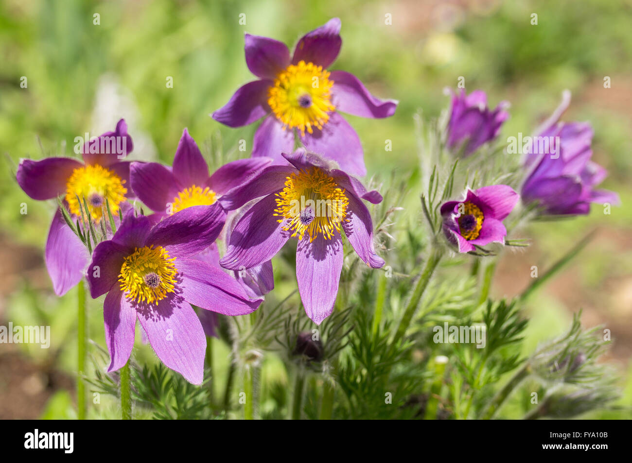 The photo shows the flowers sleep-grass Stock Photo - Alamy